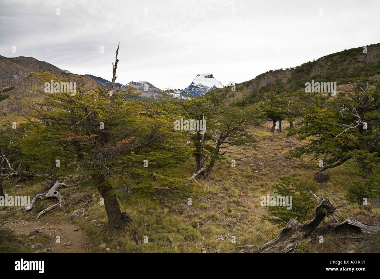 Southern beeches or nothofagus foorset, national park Los Glaciares ...