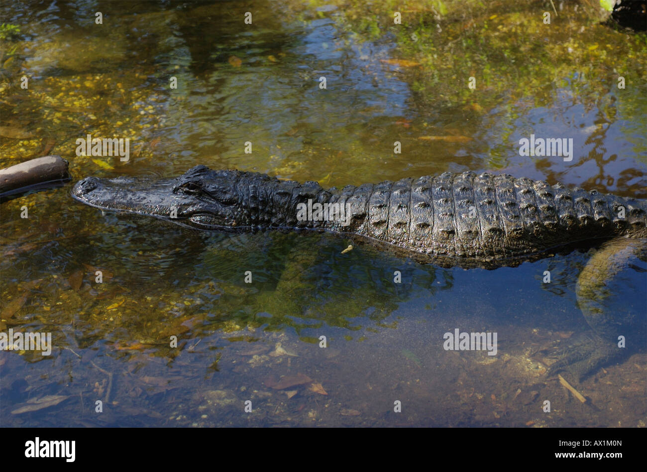 American alligator in clear water. Alligator mississippiensis Stock ...