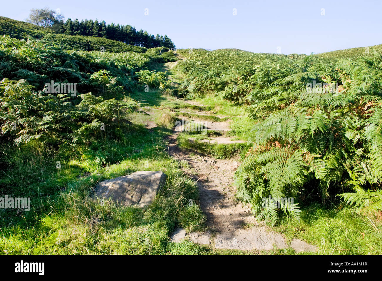 The Cleveland Way walk trail passing through bracken on Great Ayton ...