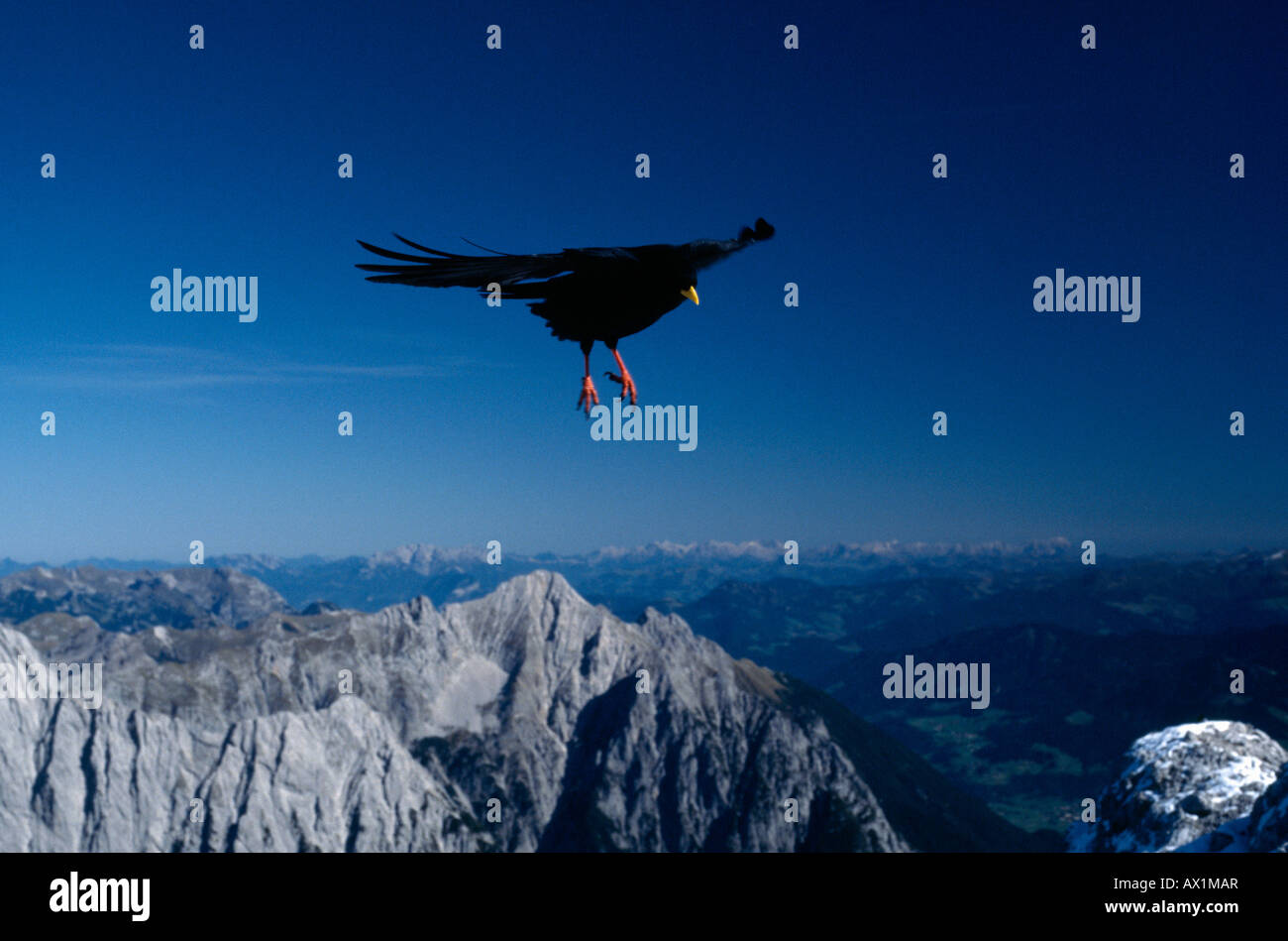 A bird flying above mountains Stock Photo - Alamy