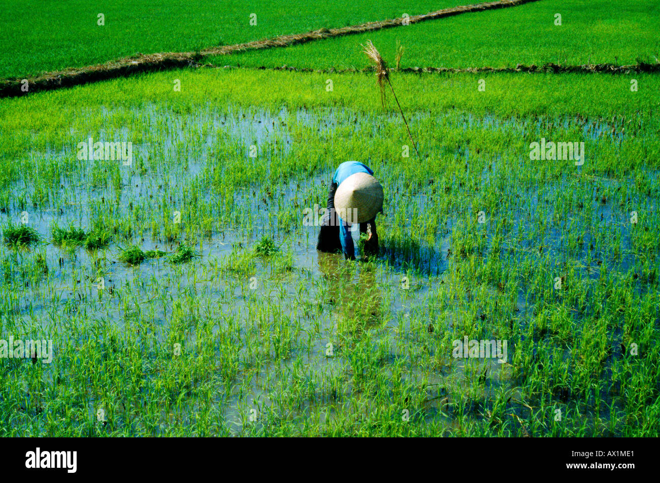 Paddy fields mekong delta hi-res stock photography and images - Alamy