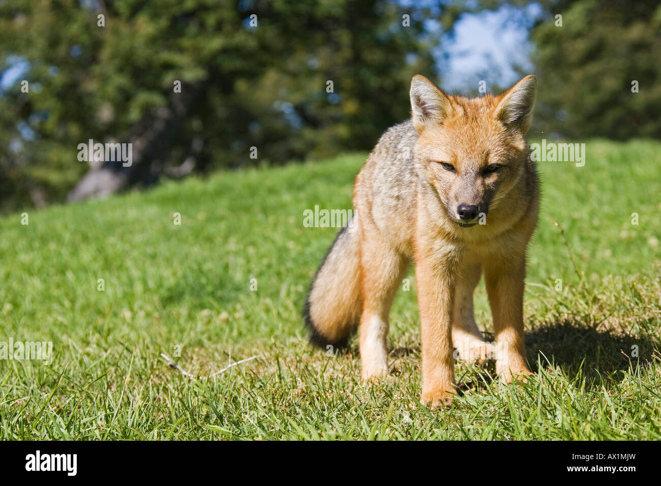 Chilla or Grey Zorro or South American Grey Fox (Pseudalopex griseus ...