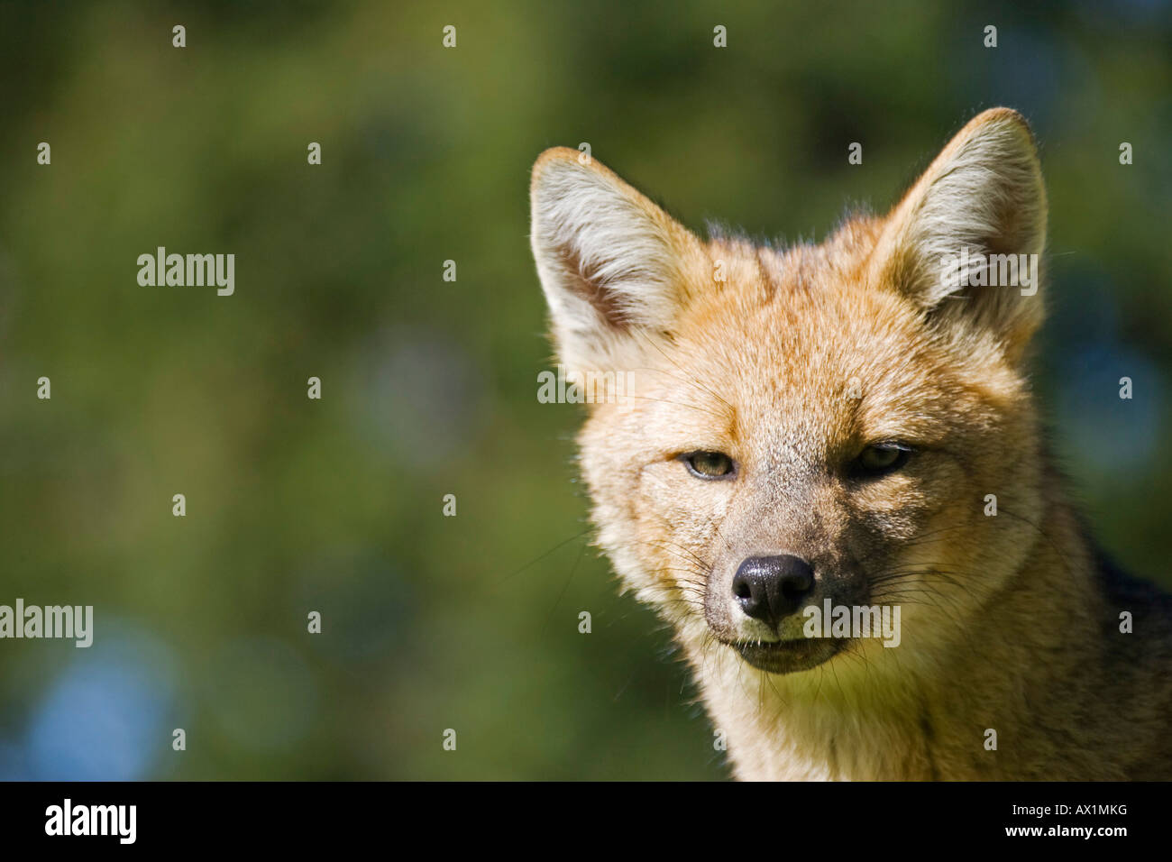 Portrait of a chilla or grey zorro or south american grey fox ...