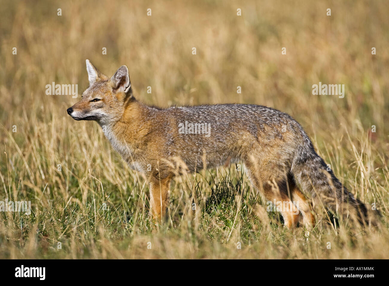 Faun stands High Resolution Stock Photography and Images - Alamy