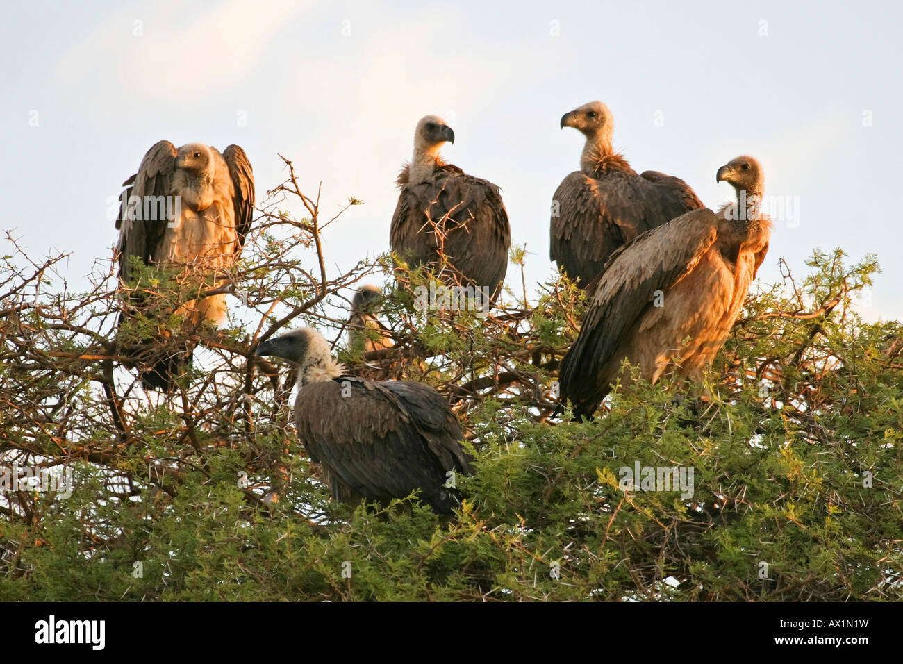Cape Griffon or Cape Vulture (Gyps coprotheres), Etosha National Park ...