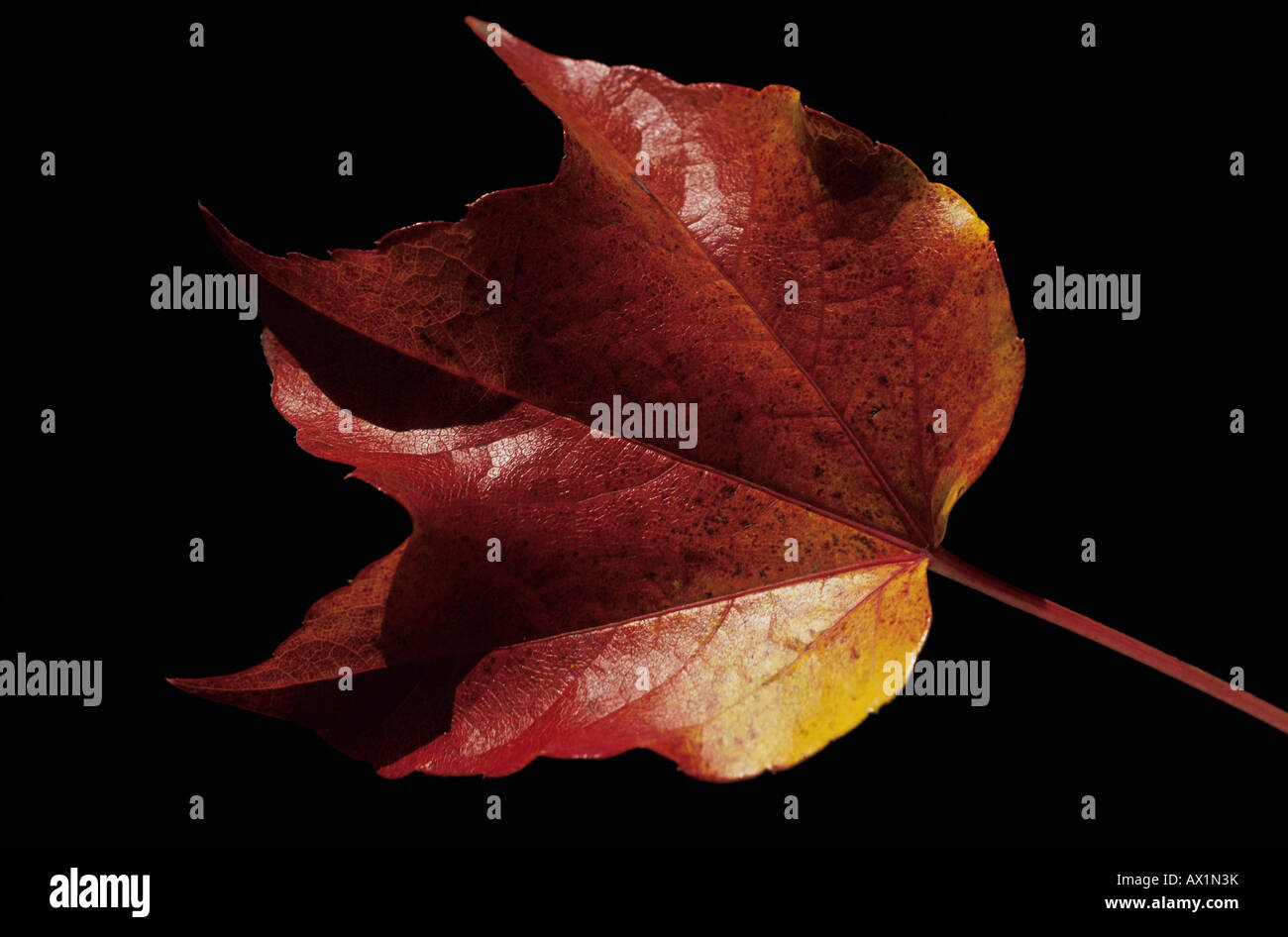 A red leaf Stock Photo - Alamy