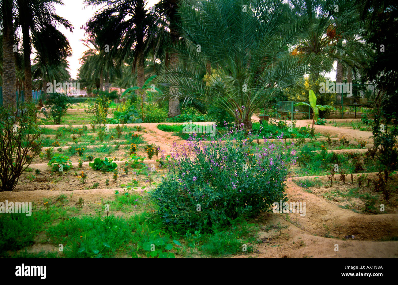 Tozeur Oasis Tunisia Mixed Agriculture Earth Dams Stock Photo - Alamy