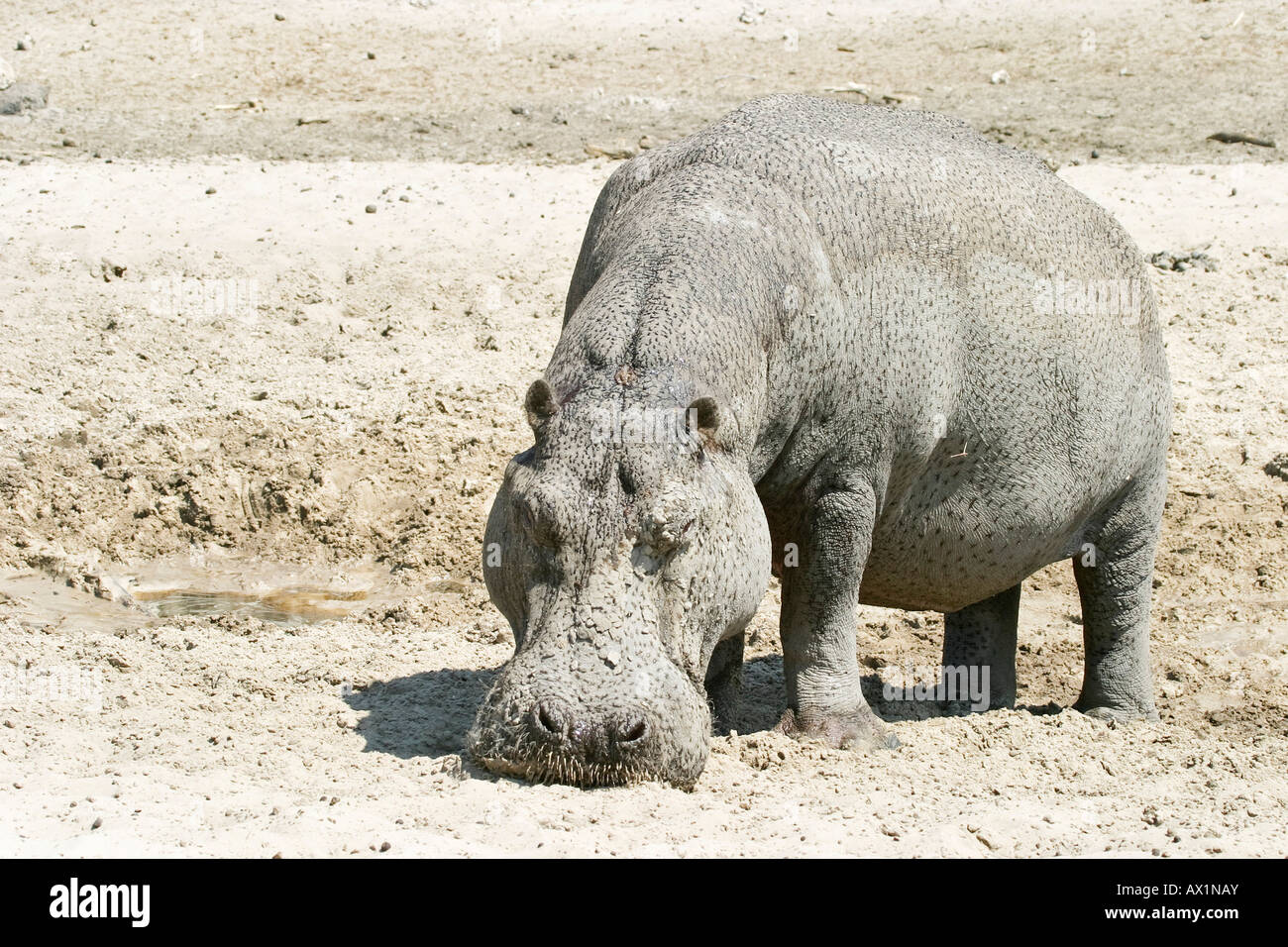 Hippopotamus, Hippo (Hippopotamus amphibius) in the dry riverbed ...