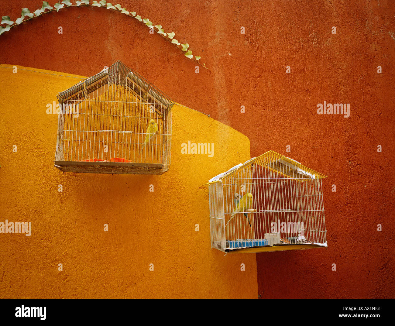 Two canaries in separate cages Stock Photo - Alamy
