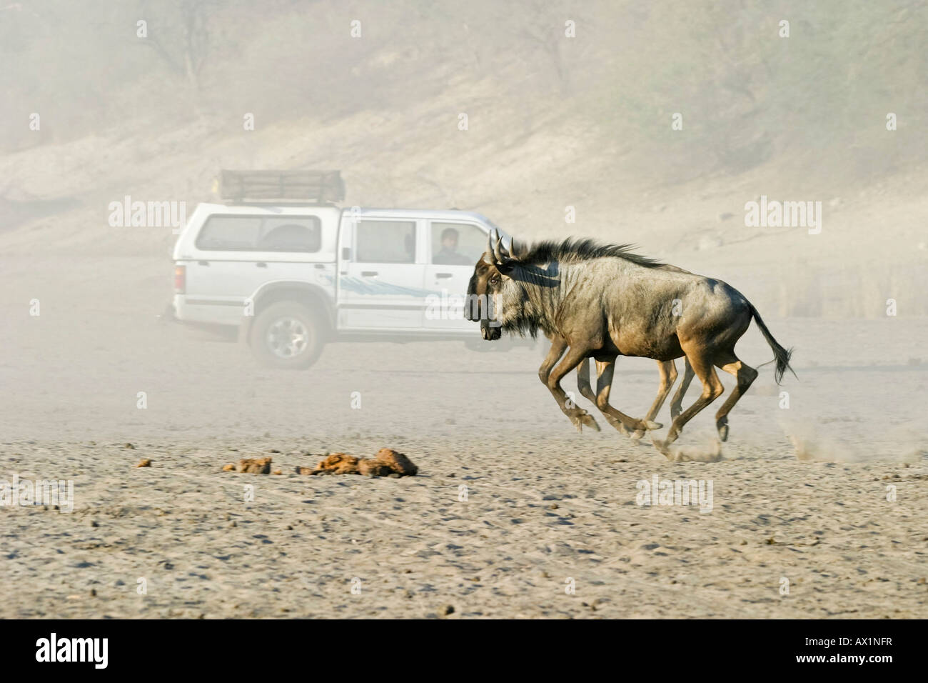 Boteti river hi-res stock photography and images - Alamy