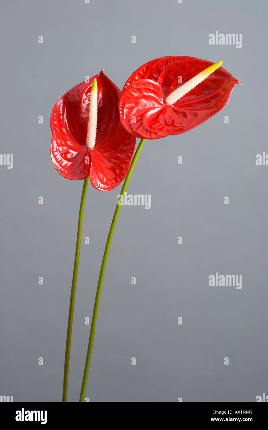 Two Red Anthuriums (Anthurium andreanum Stock Photo - Alamy