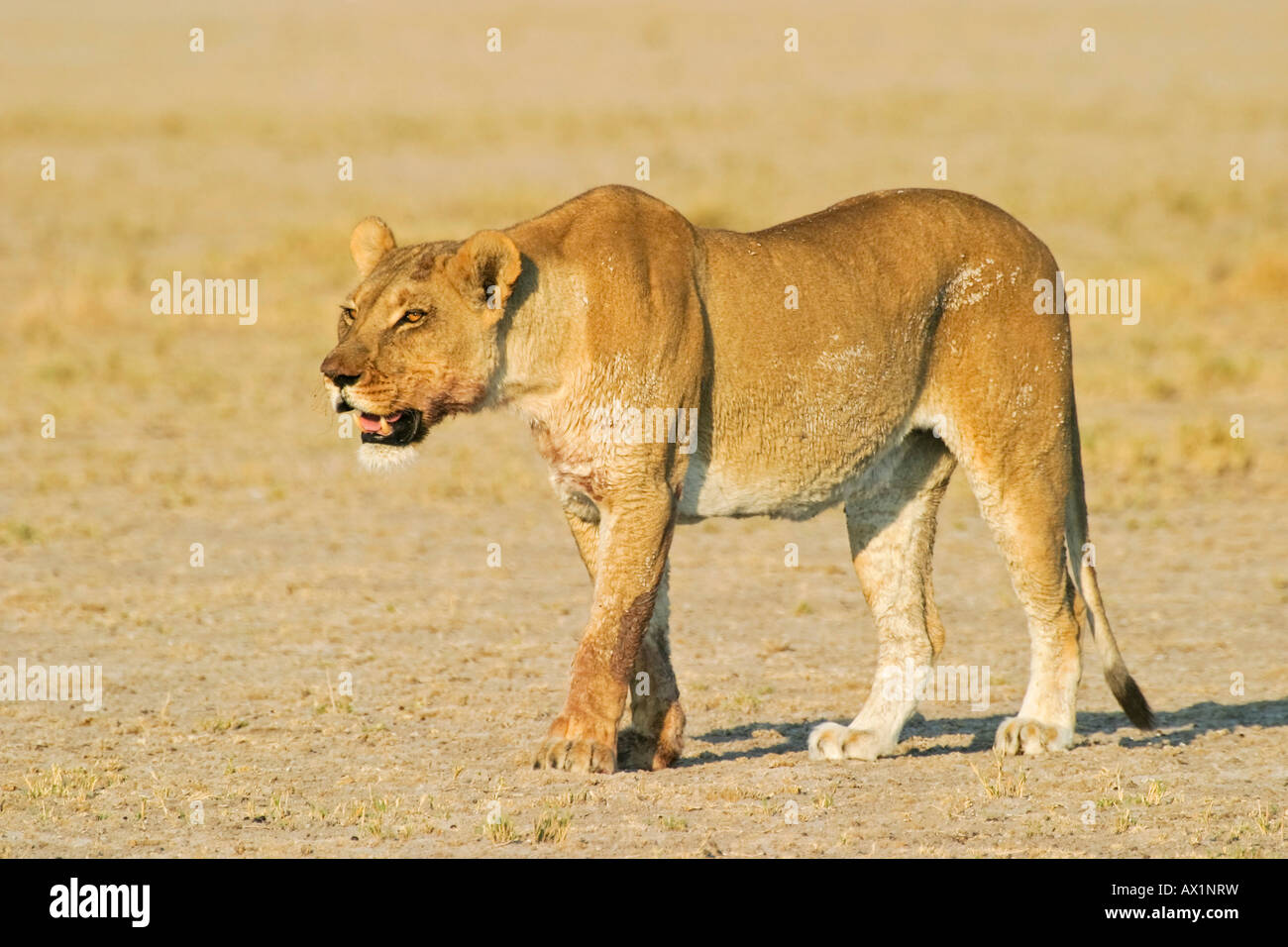 Lioness panthera leo stands hi-res stock photography and images - Alamy