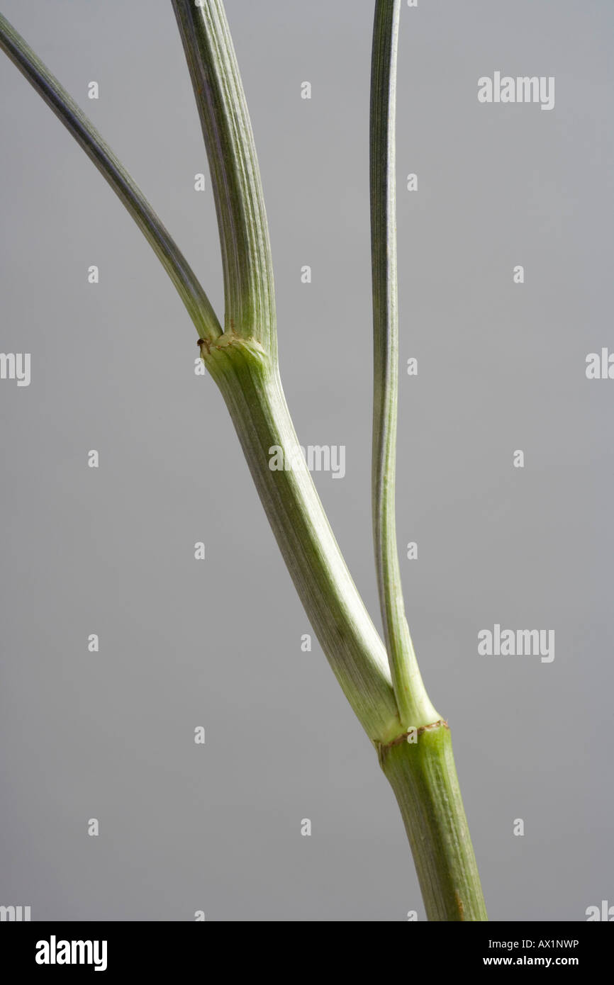 A plant stem Stock Photo - Alamy