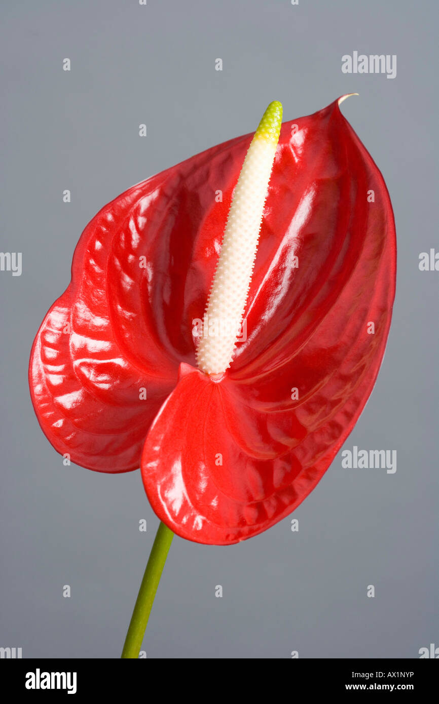 Red Anthurium (Anthurium andreanum Stock Photo - Alamy