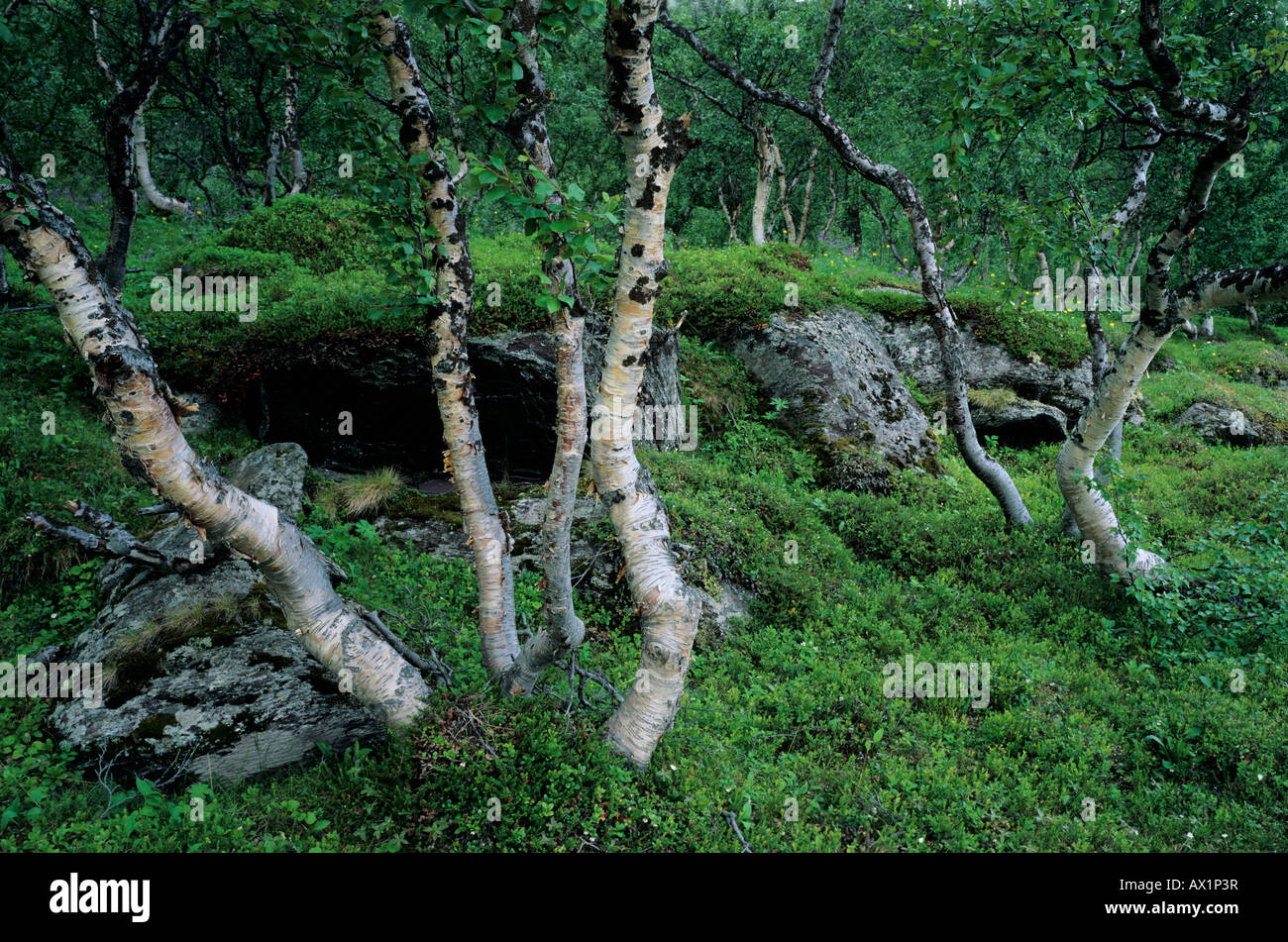Birch Trees and wildflowers Norway July 2001 Stock Photo - Alamy