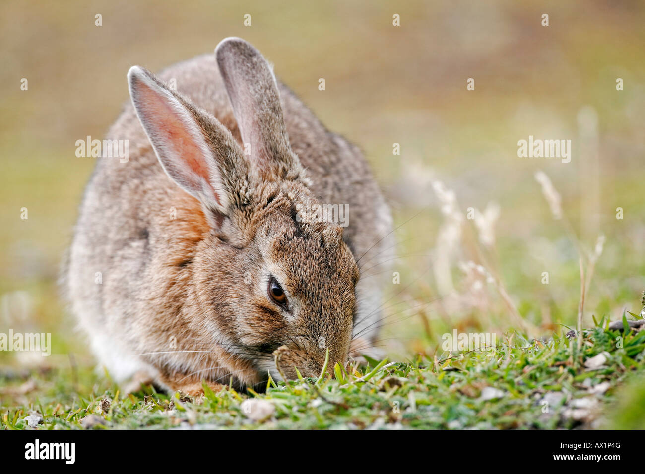 Rabbit (Oryctolagus cuniculus)at the National park Tierra del Fuego ...