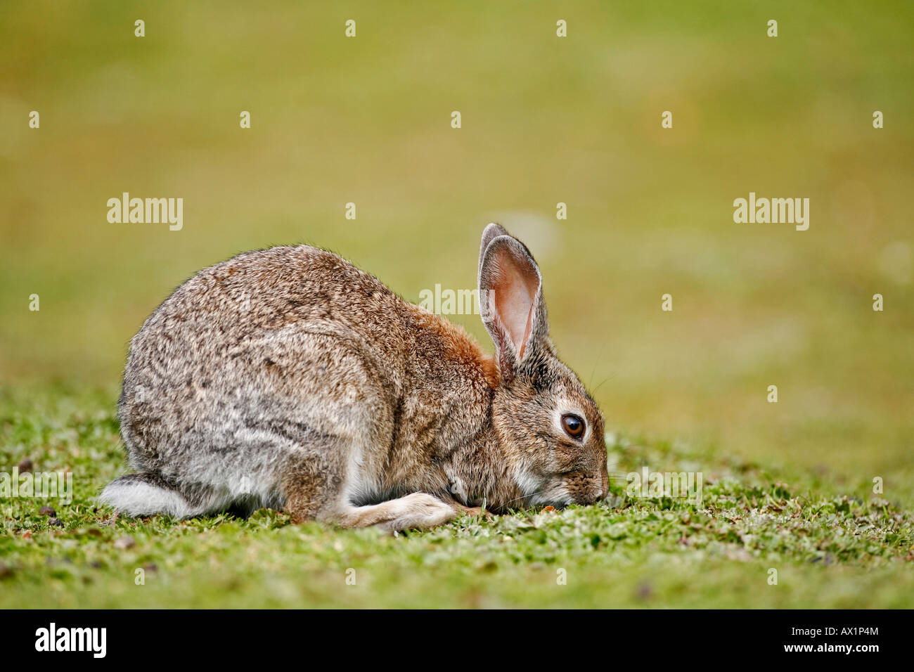 Rabbit (Oryctolagus cuniculus)at the National park Tierra del Fuego ...