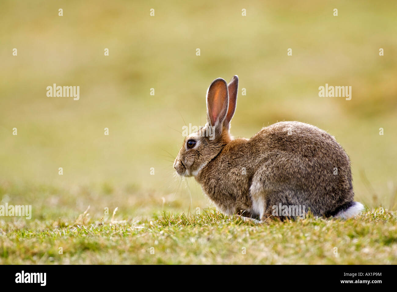 Rabbit (Oryctolagus cuniculus)at the National park Tierra del Fuego ...