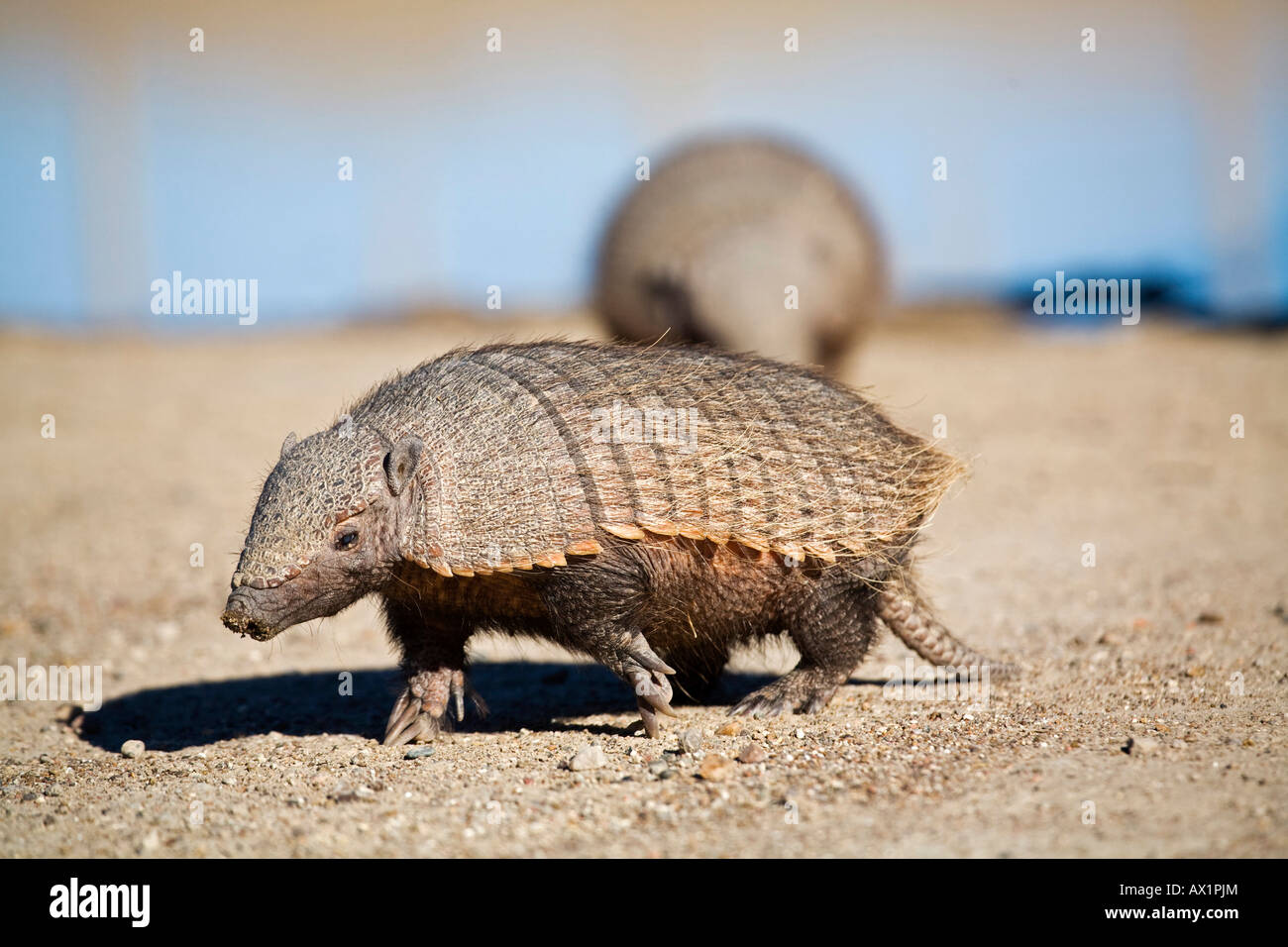 Amadillos hi-res stock photography and images - Alamy