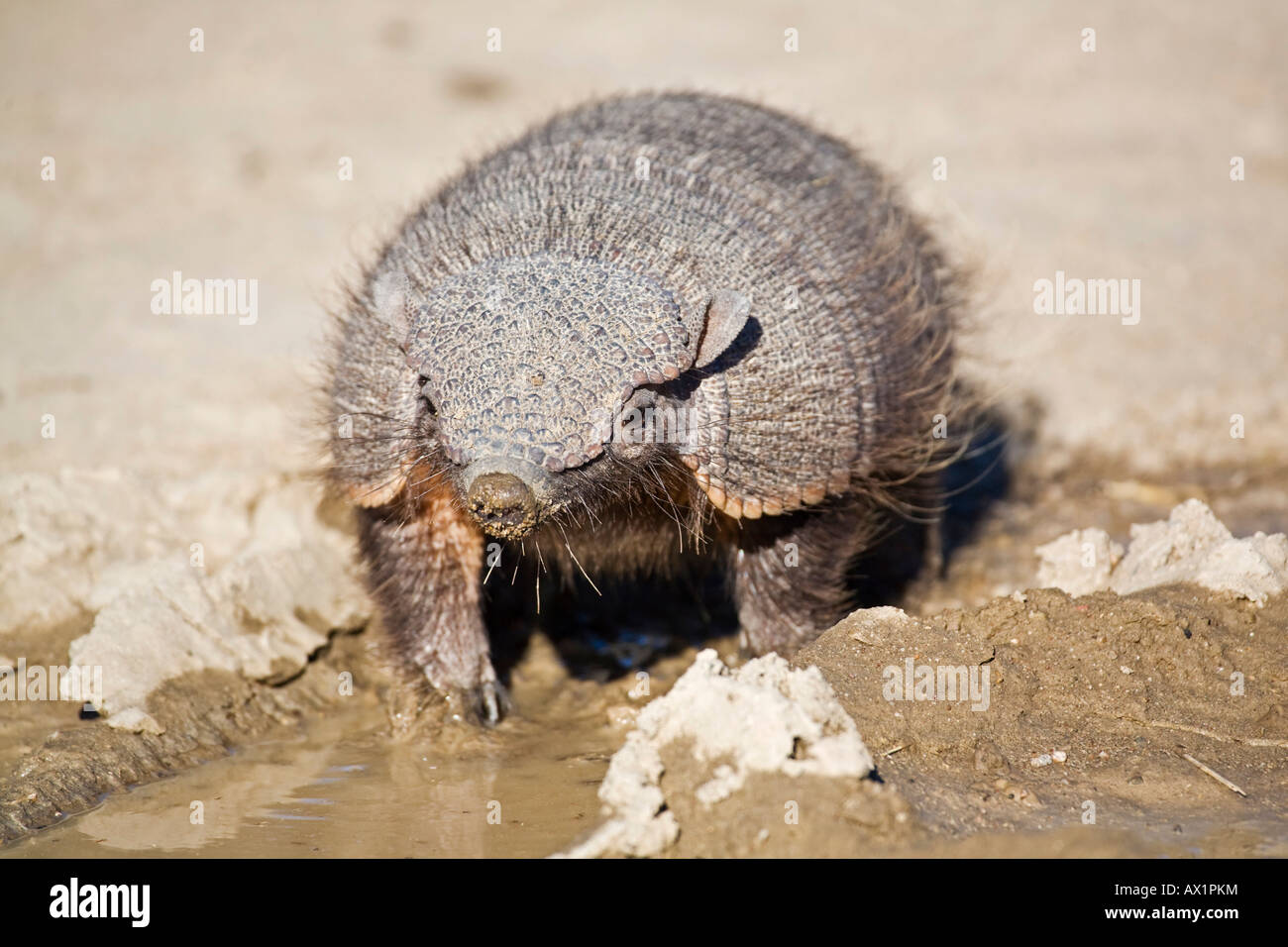 Amadillo (Dasypodidae), peninsula Valdes, Patagonia, east coast ...