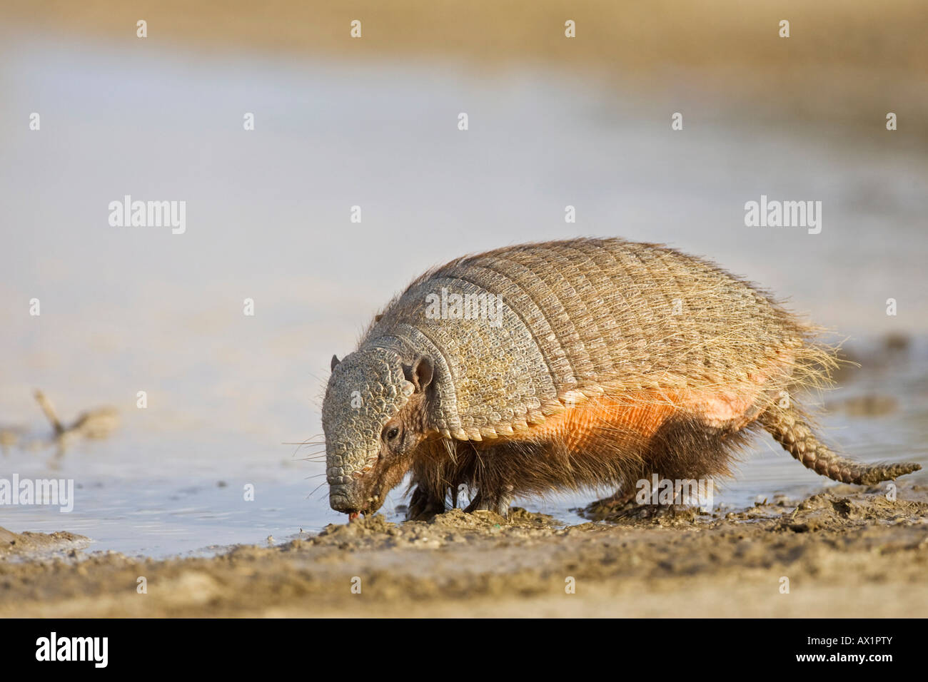Amadillo (Dasypodidae), peninsula Valdes, Patagonia, east coast ...