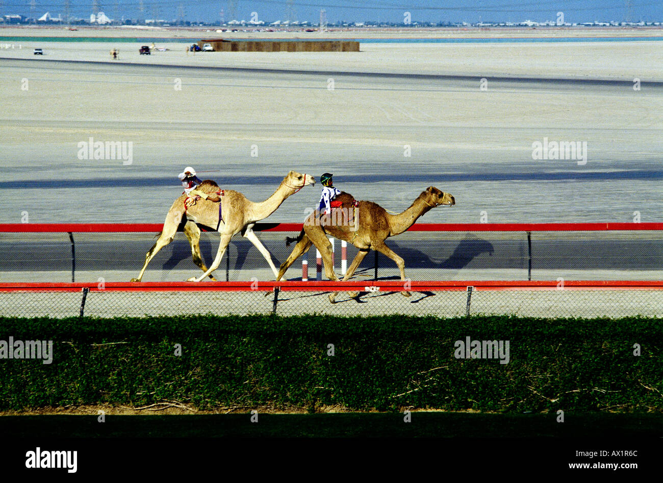 Dubai UAE Camel Race Track Camel Race Stock Photo - Alamy