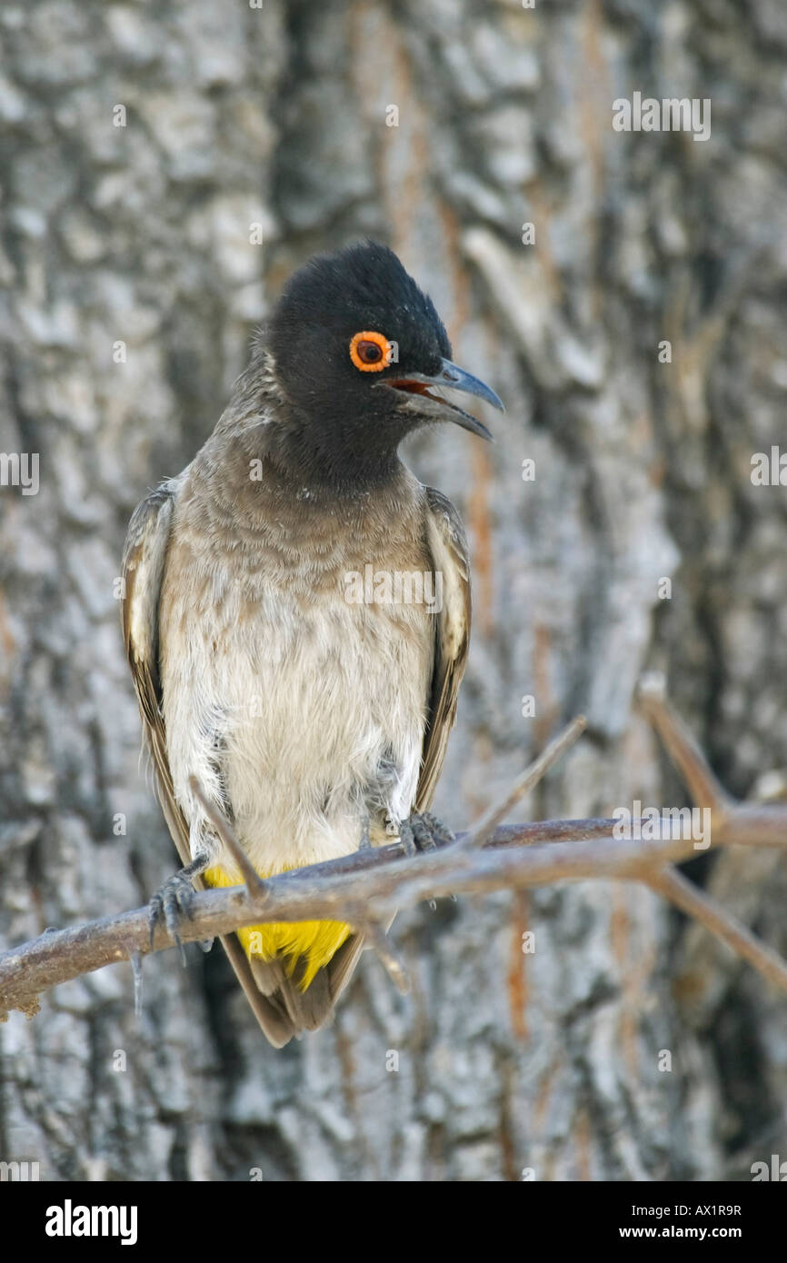 Black fronted bulbul pycnonotus nigricans hi-res stock photography and ...