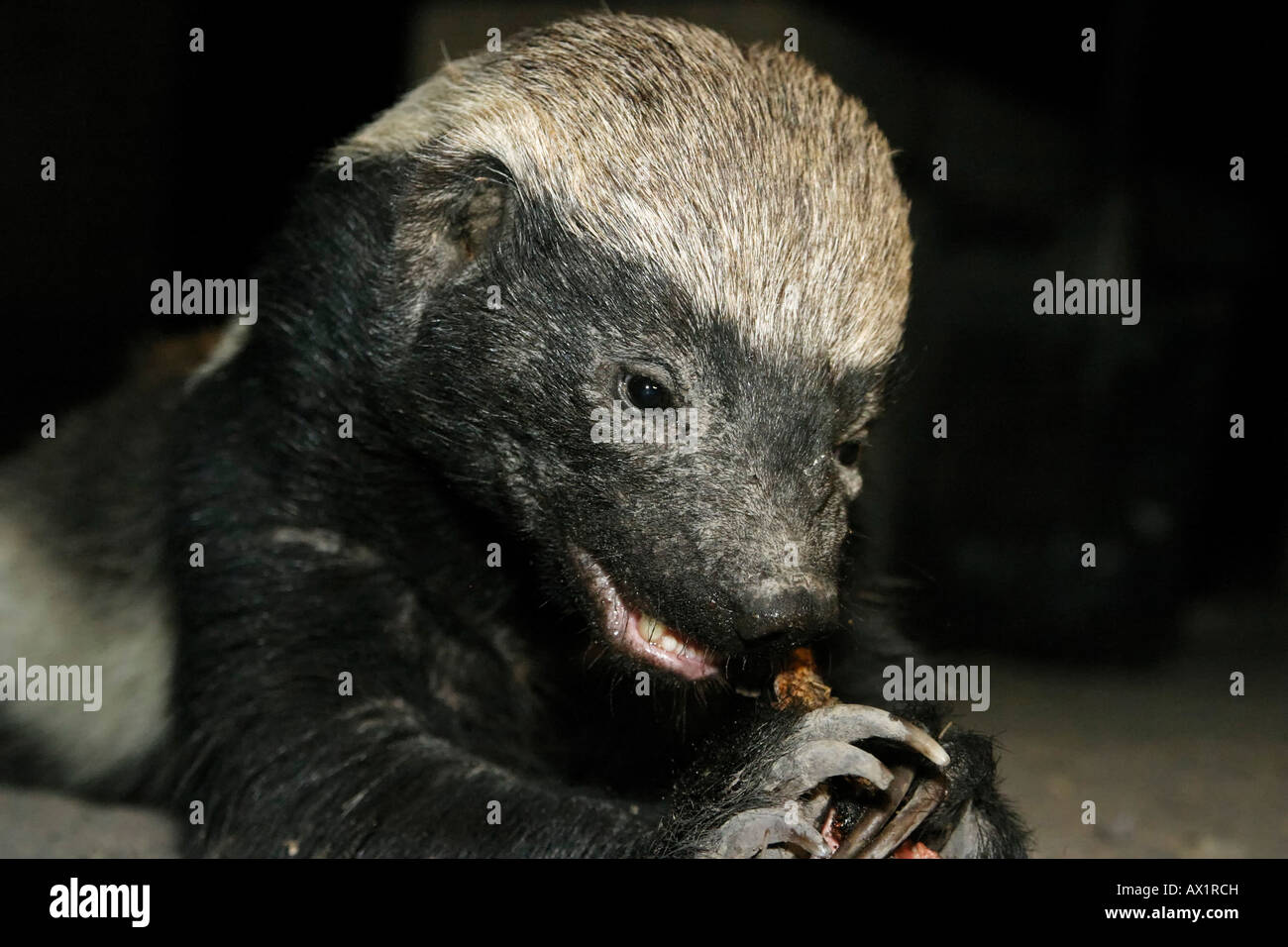 Ratel High Resolution Stock Photography and Images - Alamy