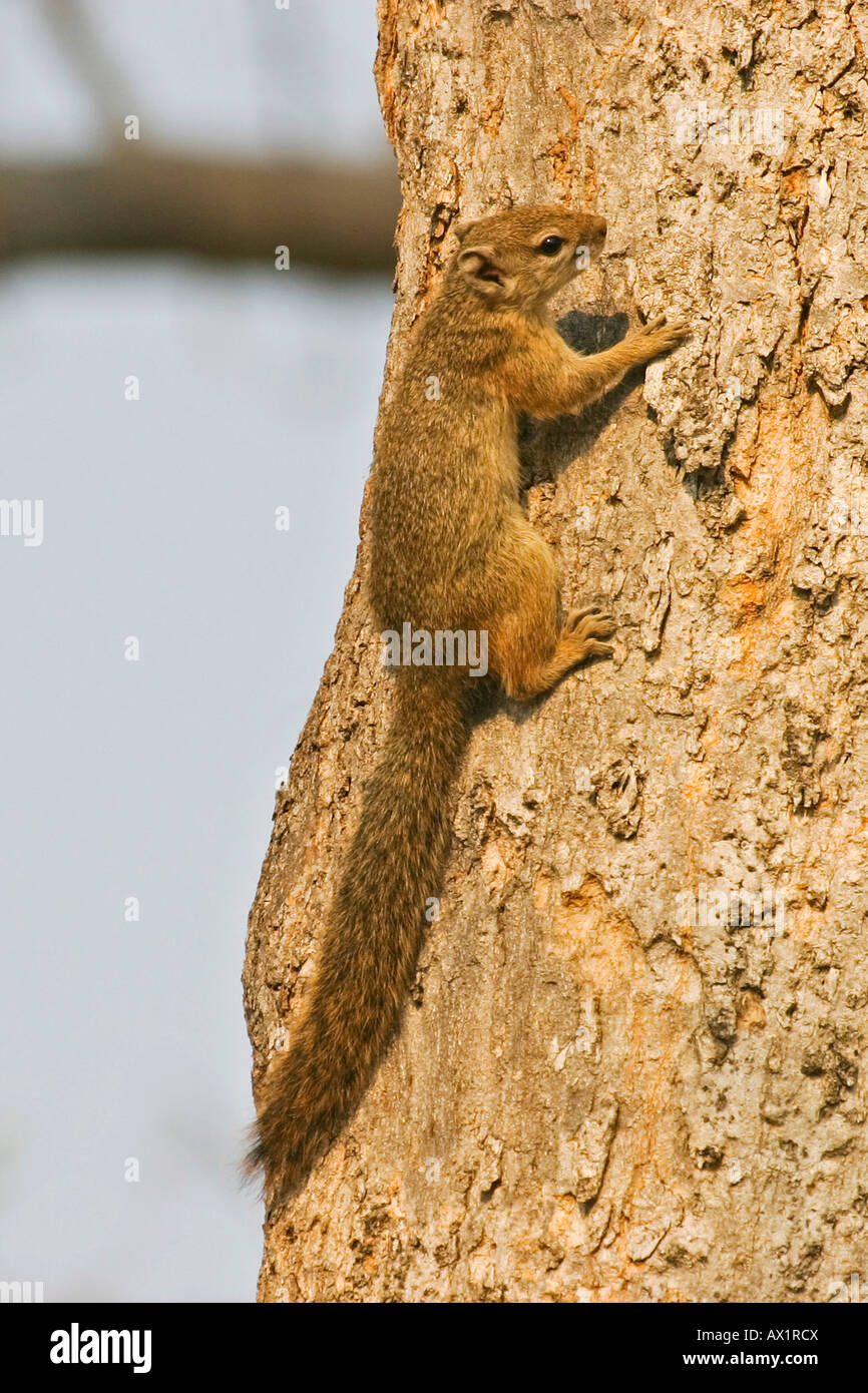 Smiths bush squirrels hi-res stock photography and images - Alamy