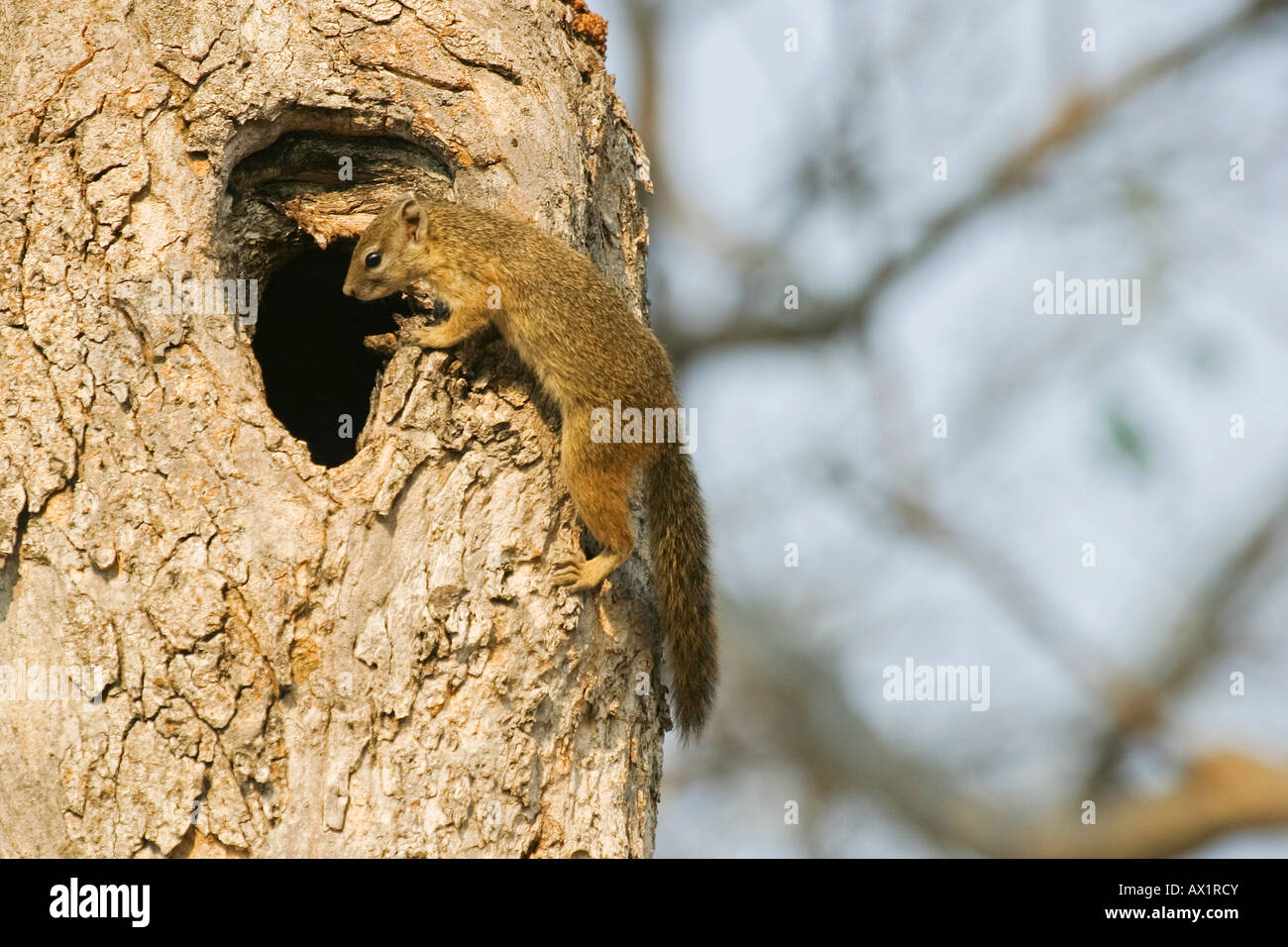 Smith s tree squirrel hi-res stock photography and images - Alamy