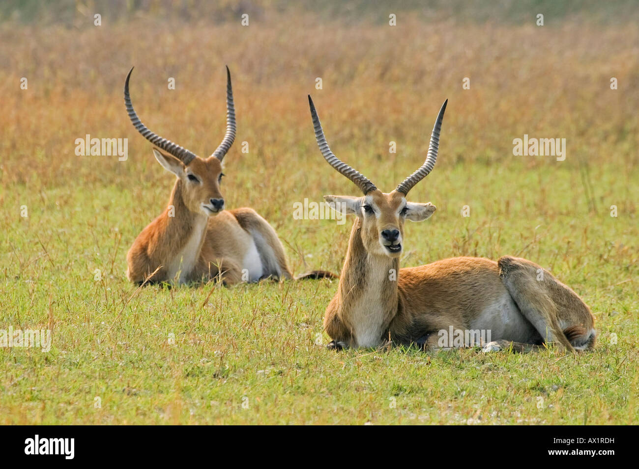 Lechwe or Southern Lechwe antelopes (Kobus leche), Moremi Nationalpark ...