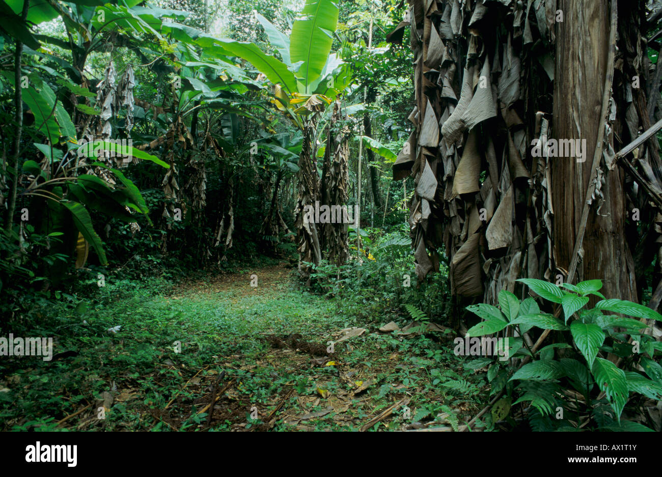 Maricao state forest hi-res stock photography and images - Alamy