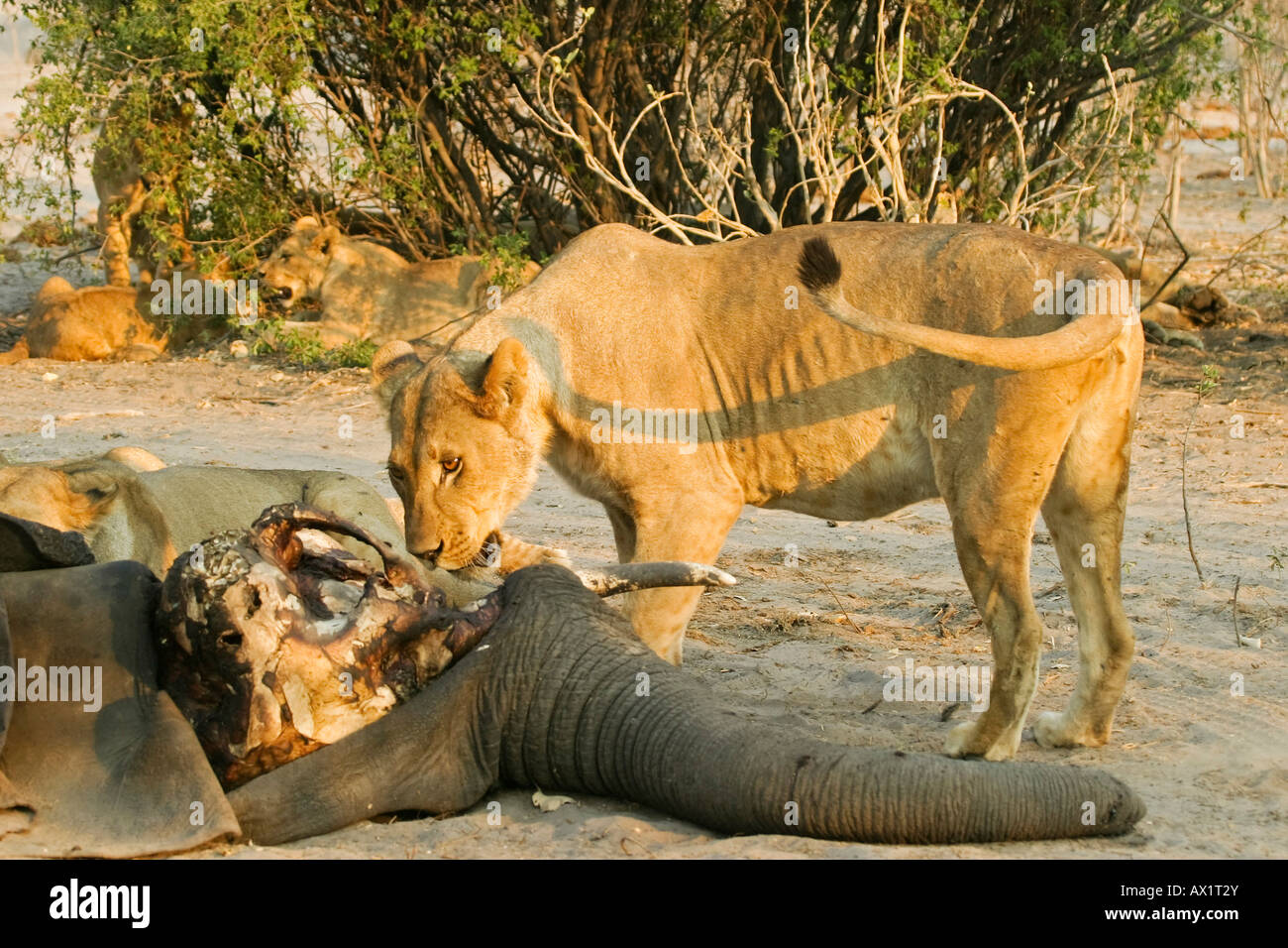 Lions (Panthera leo) at a captured elephant, Savuti, Chobe national ...