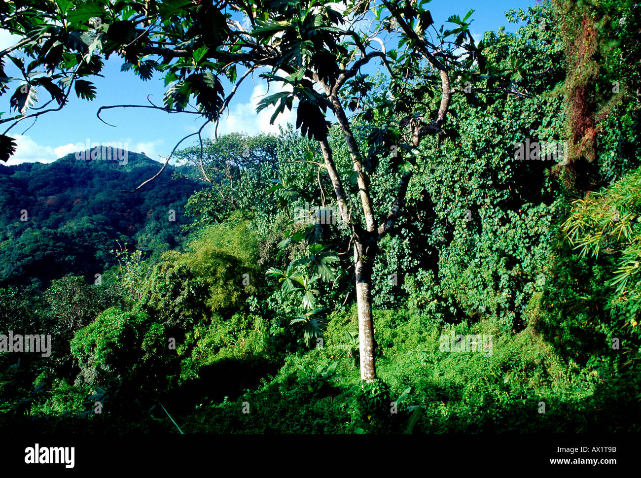 St Lucia Rainforest Stock Photo - Alamy