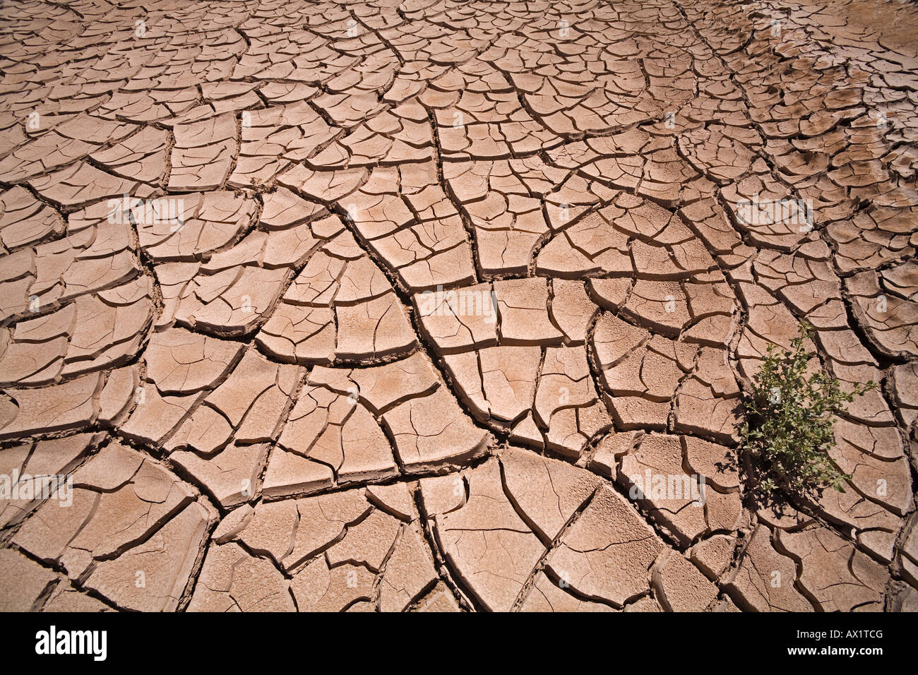 Seared earth with plant, life and death in the desert, Jama pass (Paso ...