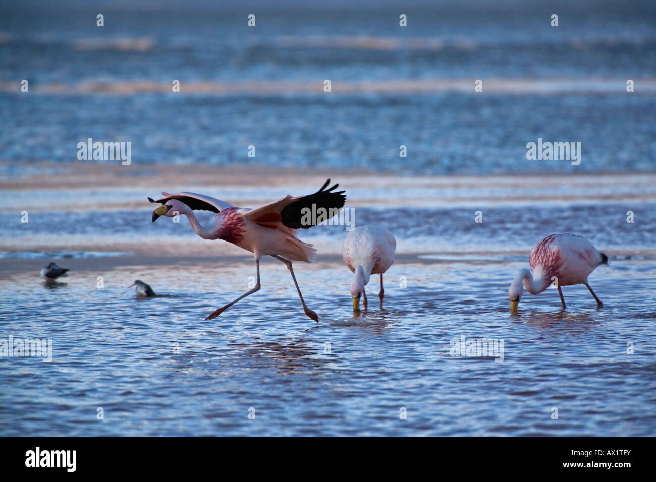 Anden flamingos andenflamingo hi-res stock photography and images - Alamy