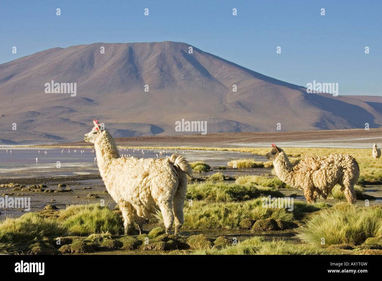 Three lamas hi-res stock photography and images - Alamy