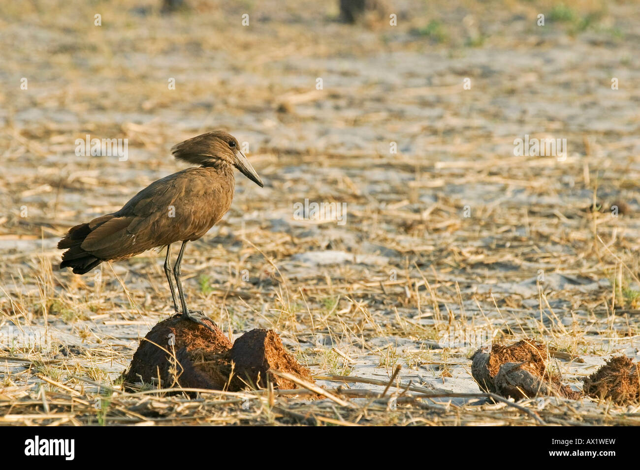 Hamerkop, Hammerhead, Hammerhead stork or Anvilhead (Scopus umbretta ...