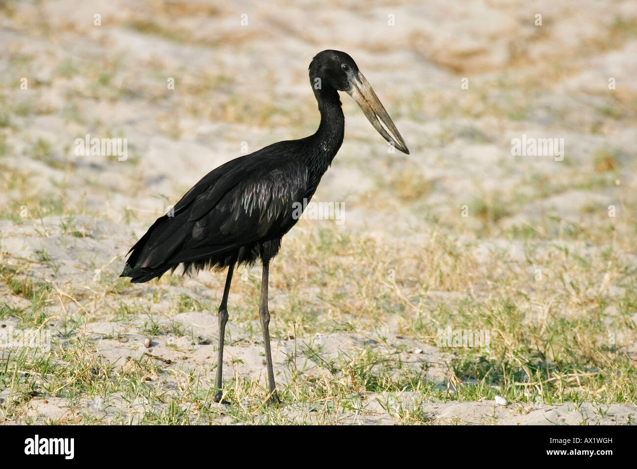African Openbill Stork (Anastomus lamelligerus), Chobe River, Chobe ...