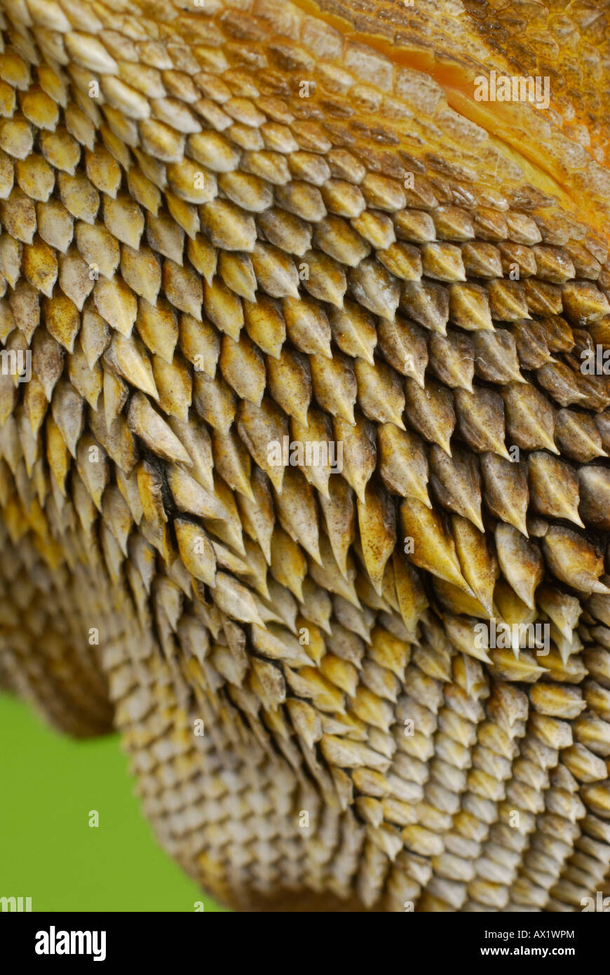 Central Bearded Dragon (Pogona vitticeps), close-up of pricks and ...