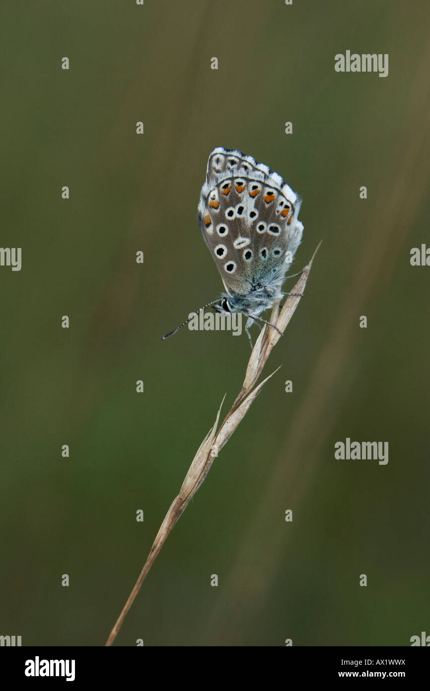 Adonis body hi-res stock photography and images - Alamy