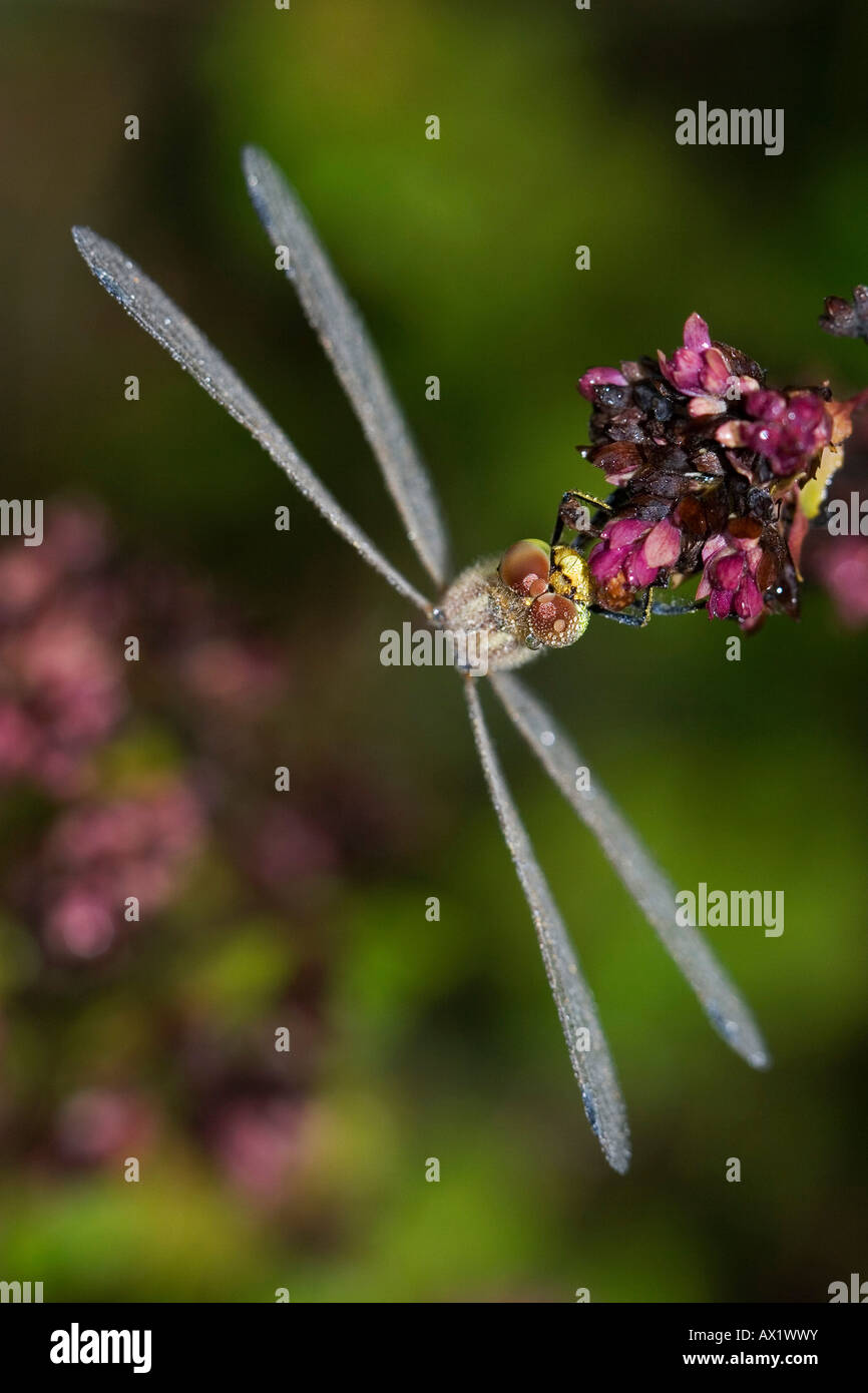 Vagrant Darter (Sympetrum vulgatum), Bavaria, Germany, Europe Stock ...