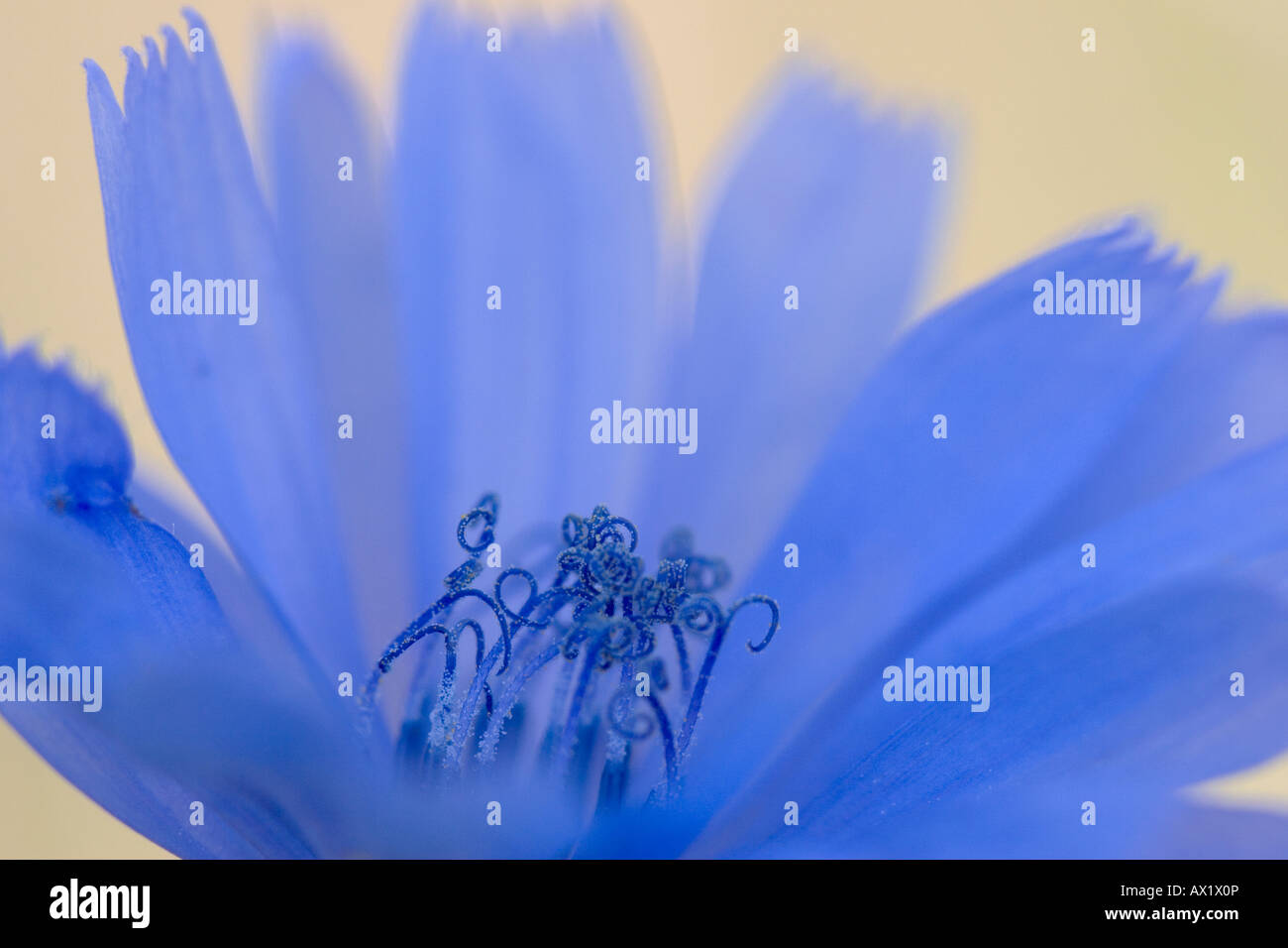 Common Chicory (Cichorium intybus), Bavaria, Germany, Europe Stock ...