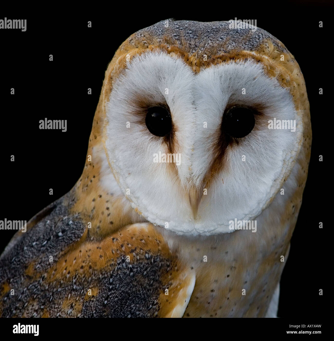 A captive African Barn Owl Stock Photo - Alamy