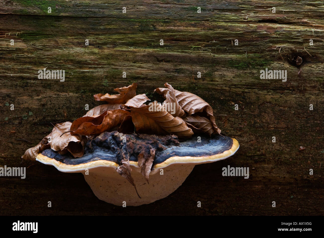 Autumn leaves on top of a Polypore Mushroom (Polyporus), Nationalpark ...