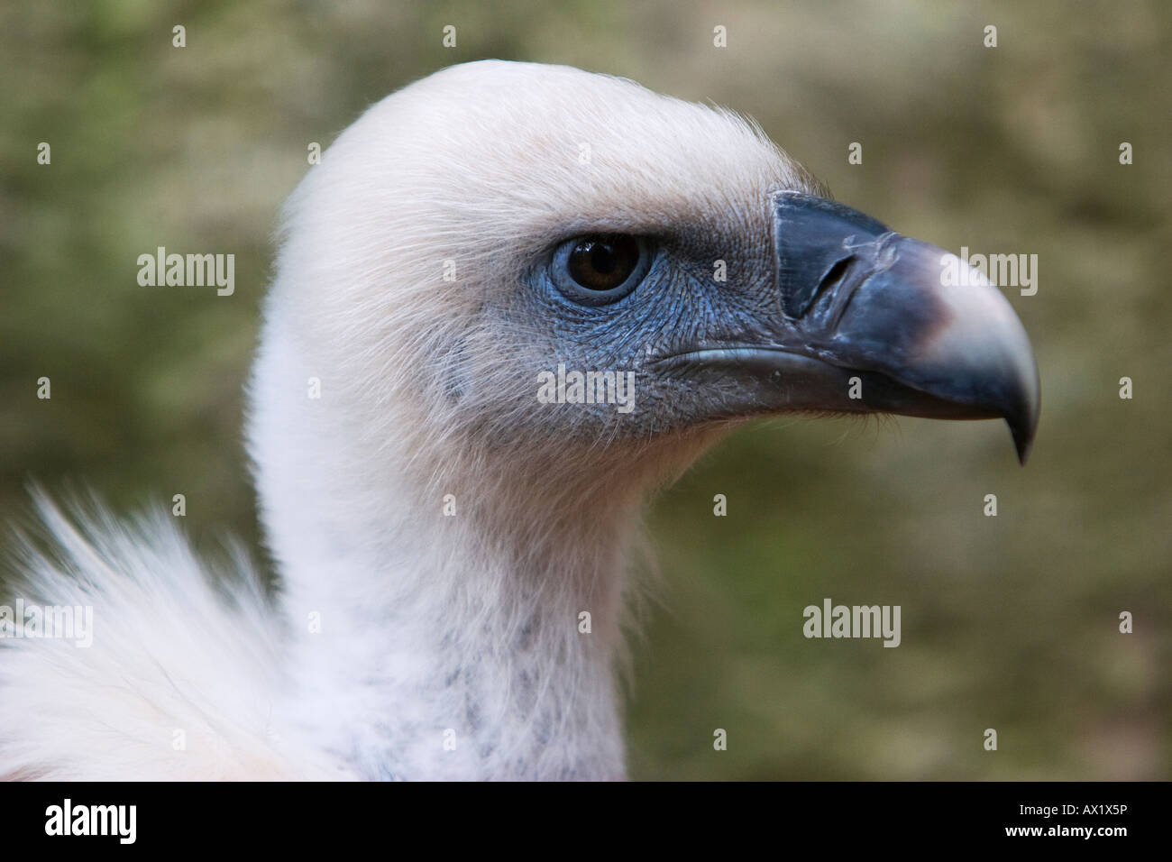 Griffon Vulture (Gyps fulvus) in an outdoor enclosure, Nationalpark ...