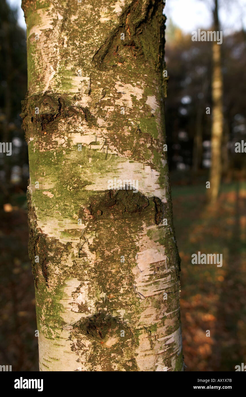 Chevin Park in Autumn Yorkshire country park owned by Leeds City ...