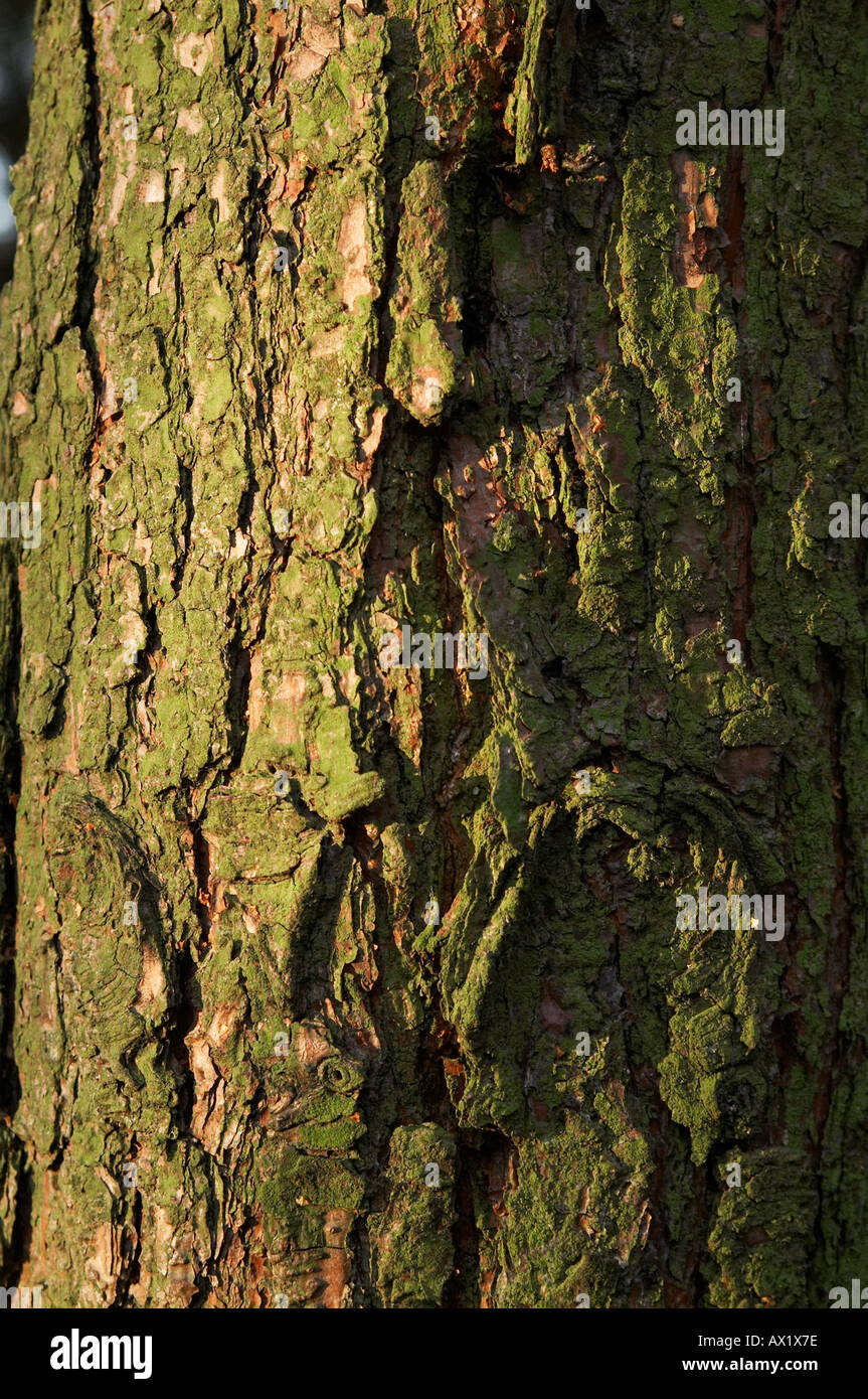 Tree in Chevin Park in Autumn Stock Photo - Alamy