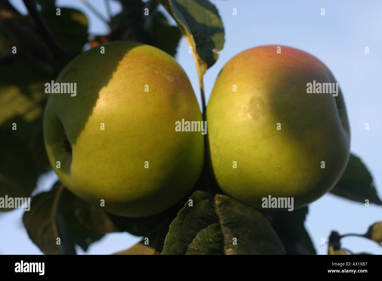 Blossom on cider apple tree hi-res stock photography and images - Alamy