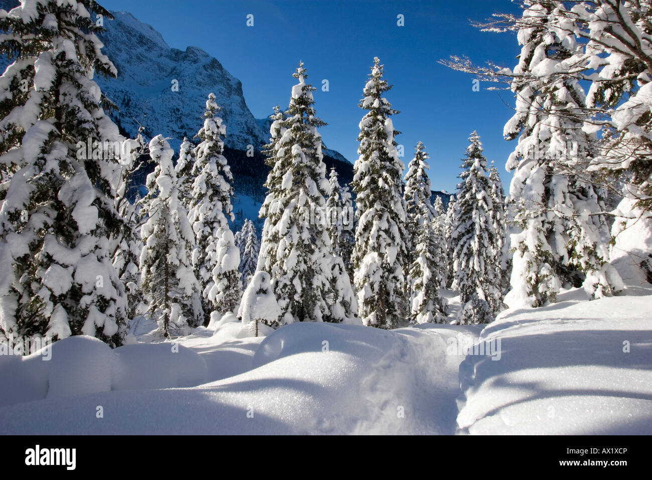 Snow-covered trees in a mountain forest, Mittenwald Forest, Bavaria ...